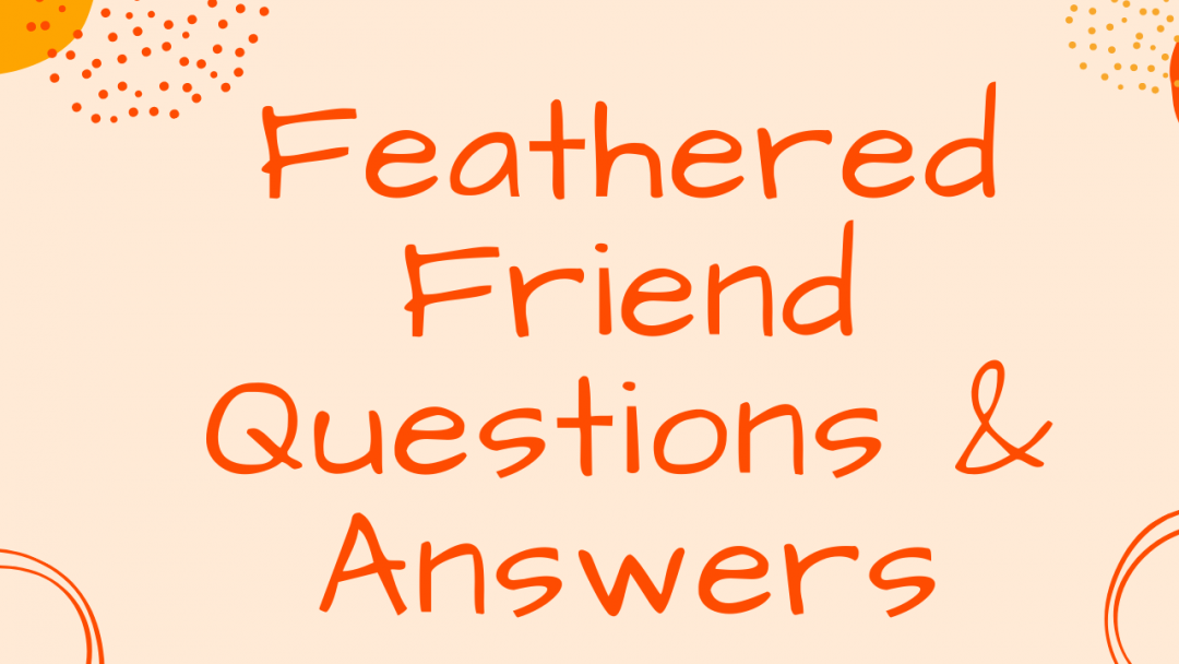 Feathered Friend Questions & Answers - WittyChimp
