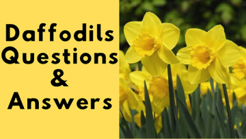 Daffodils Questions & Answers - WittyChimp