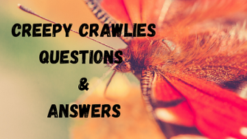 Creepy Crawlies Questions & Answers - WittyChimp