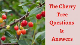 The Cherry Tree Questions & Answers - WittyChimp