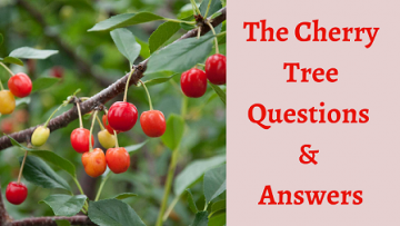 The Cherry Tree Questions & Answers - WittyChimp