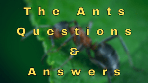 The Ants Questions & Answers - WittyChimp