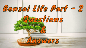 Bonsai Life Part - 2 Questions & Answers - WittyChimp