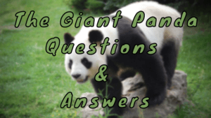 The Giant Panda Questions & Answers - WittyChimp