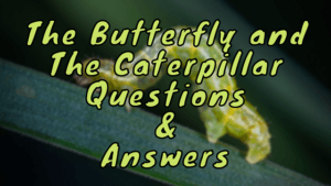 The Butterfly and The Caterpillar Questions & Answers - WittyChimp