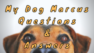 My Dog Marcus Questions & Answers - WittyChimp