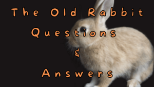 The Old Rabbit Questions & Answers - WittyChimp