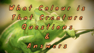 What Colour is That Creature Questions & Answers - WittyChimp
